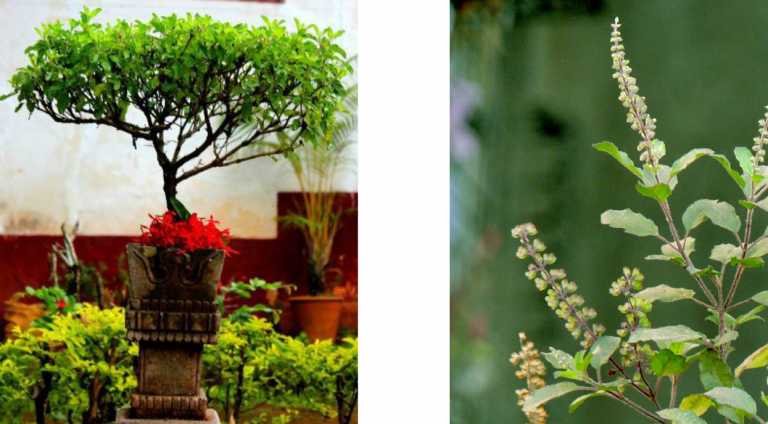 Good Luck Plants for Your Home