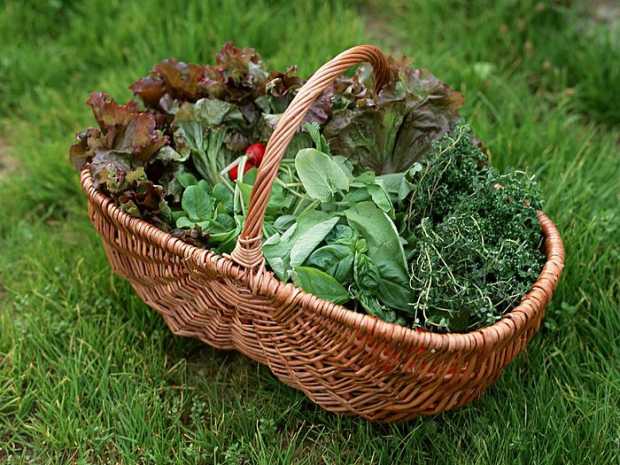 Delicious Summer Garden | My Decorative