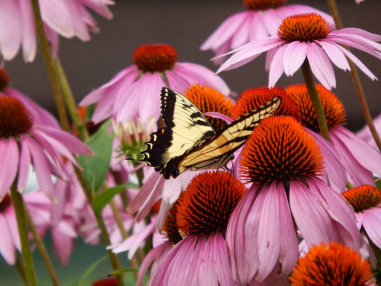 Autumn Gardening: How To Care For Your Fall-Blooming Flowers | My ...