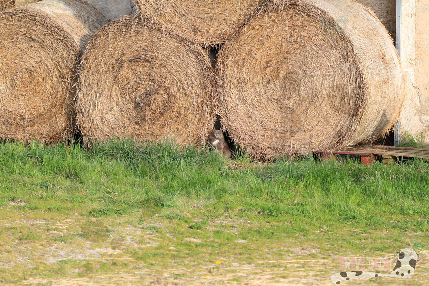 Common Ways To Make Your Small Farm Profitable | My Decorative