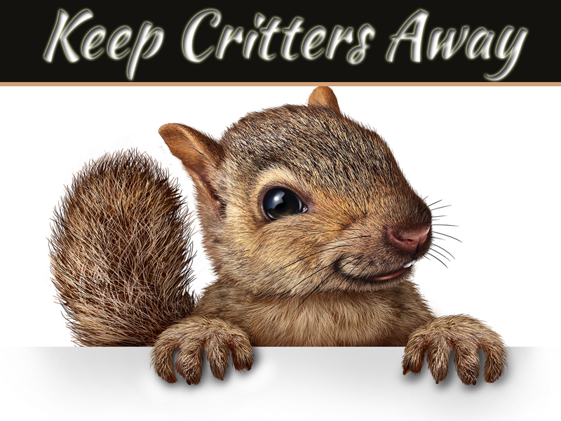 5 Ways To Keep Critters Away From Your Beautiful Home | My Decorative