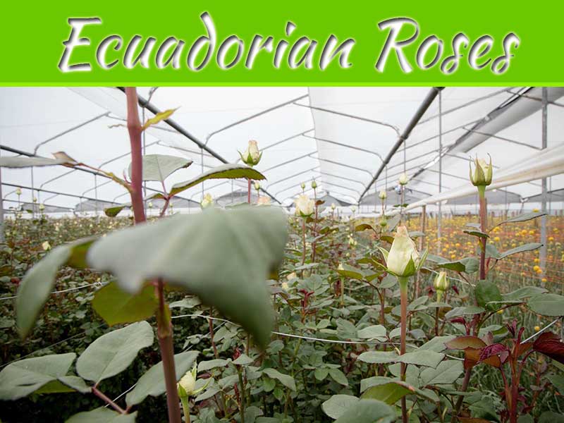 The Beauty Of Ecuadorian Roses | My Decorative