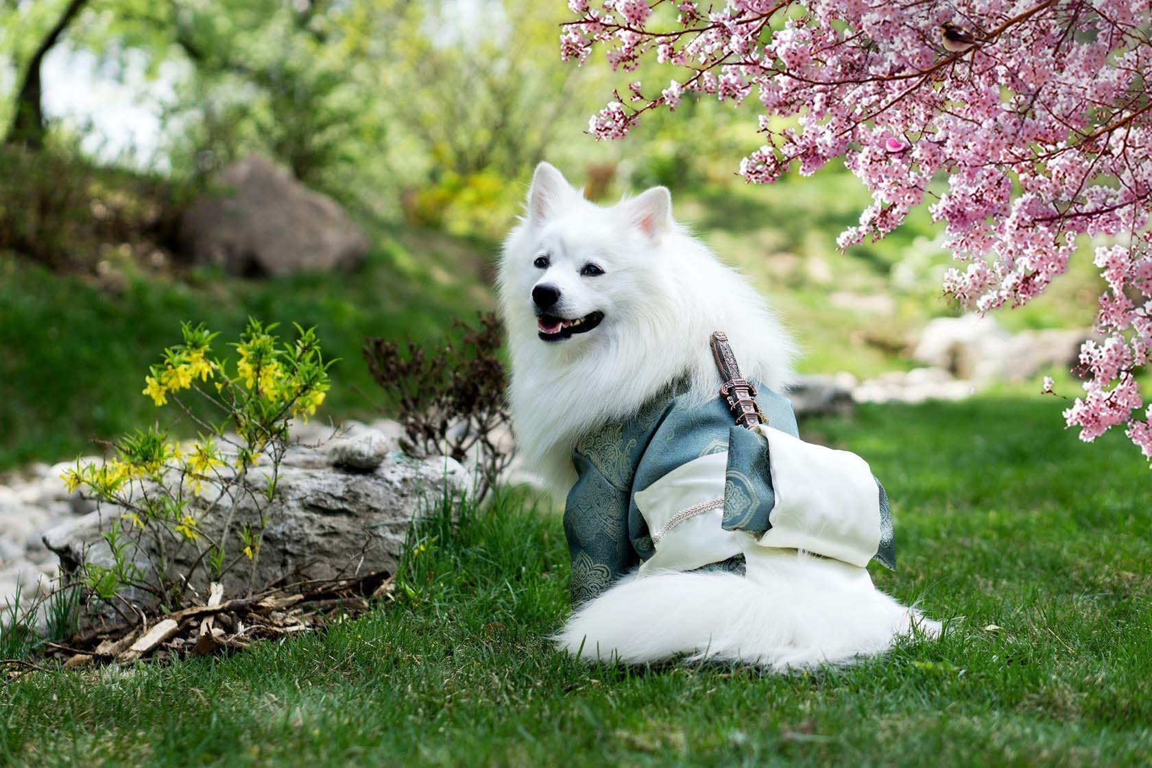 5 Tips To Having A Dog Friendly Garden My Decorative 5 Tips To Having A Dog Friendly Garden My Decorative