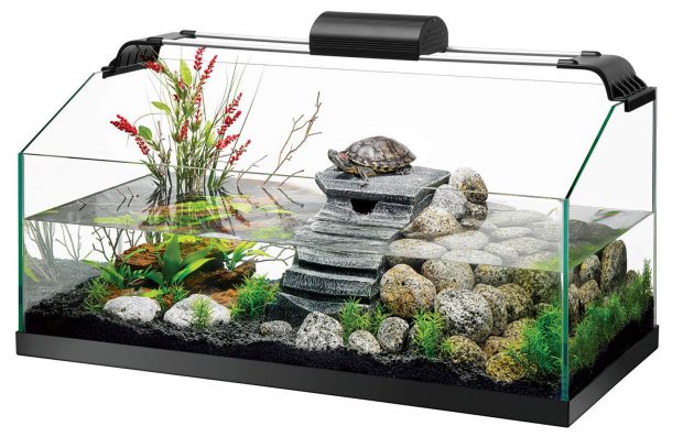 Top 7 Turtle Tank Decoration Ideas | My Decorative