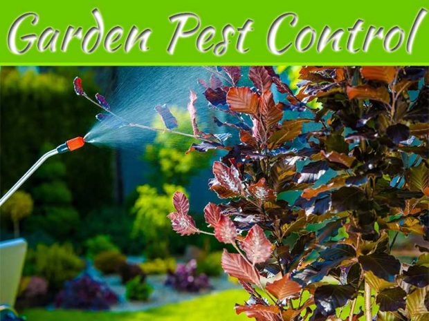 Garden Pest Control | My Decorative
